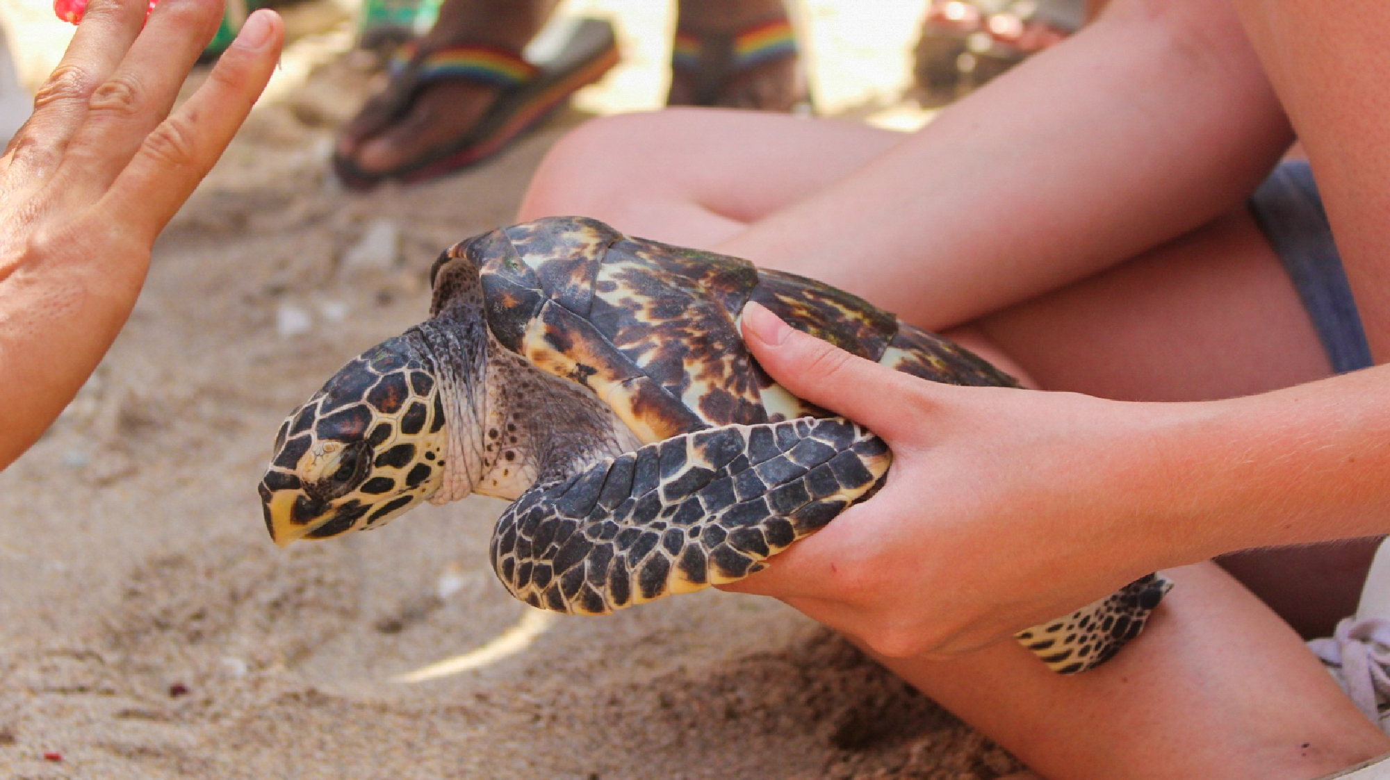 Volunteering Turtle Conservation in Bali | Backpacking Tours